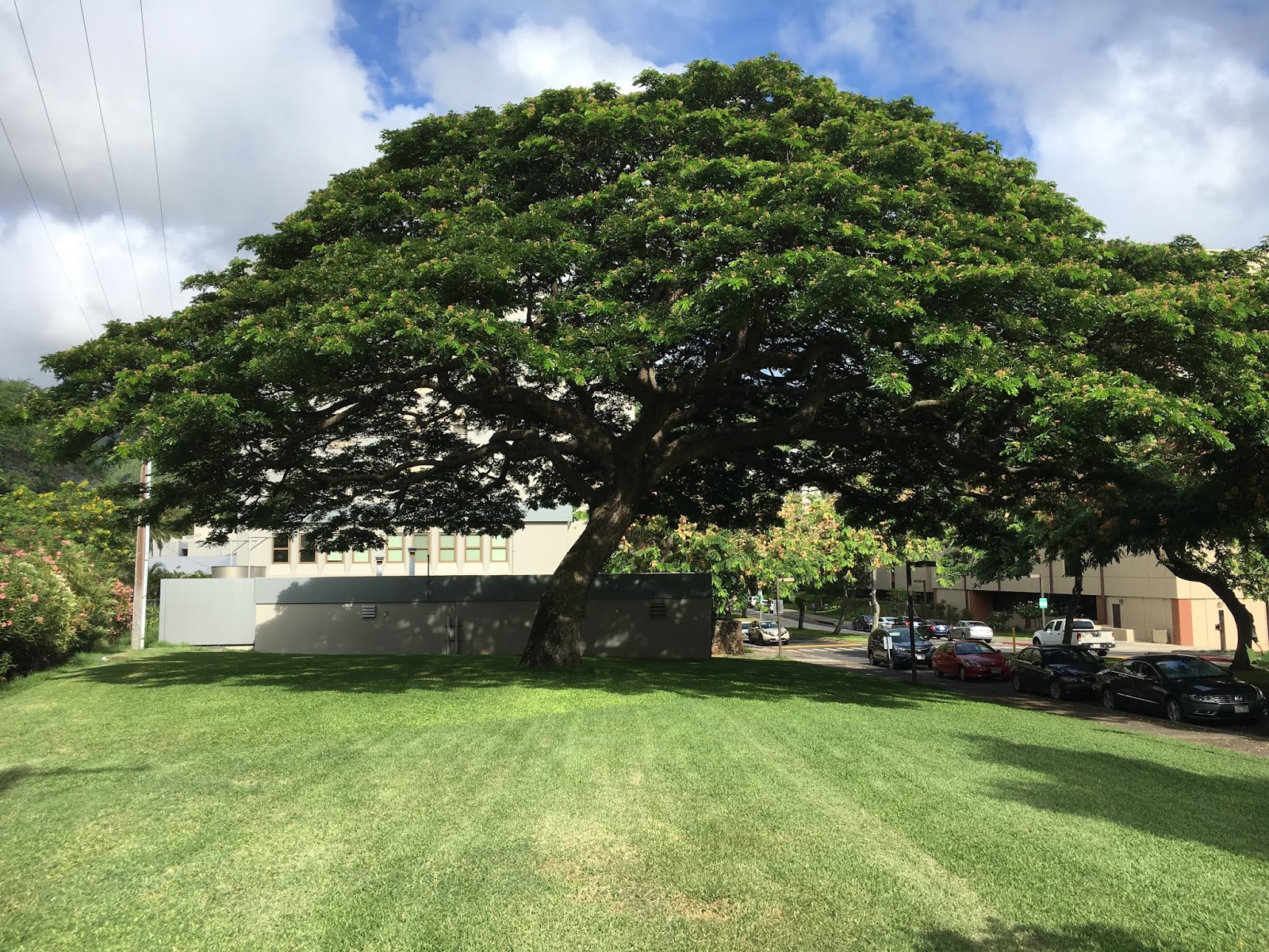 Albizia saman (Monkeypod)