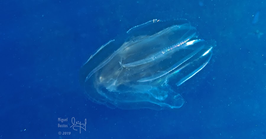 Naturaleza y Fotografía en Motril: Beroe ovata