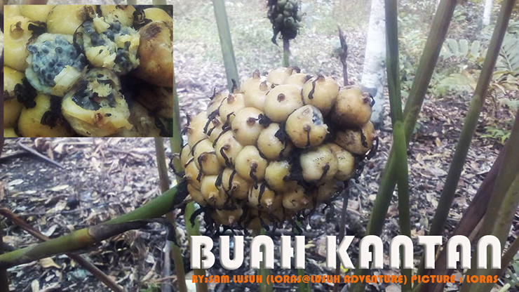 LORAS..Active To Survived: 59 Jenis Buah Hutan Yang Selamat Dimakan ...