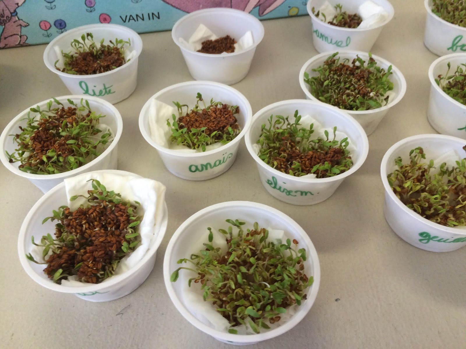 Juf Tatjana 1B Basisschool H Harten Ninove: Tuinkers zaaien