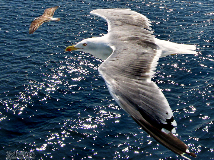 Photographis: Jonathan Livingston Seagull - by Richard Bach