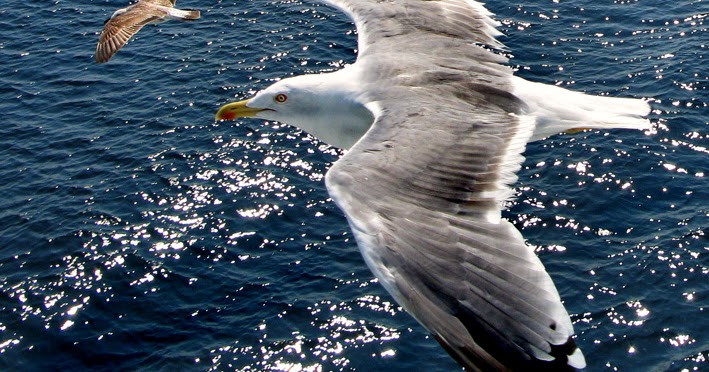 Photographis: Jonathan Livingston Seagull - by Richard Bach