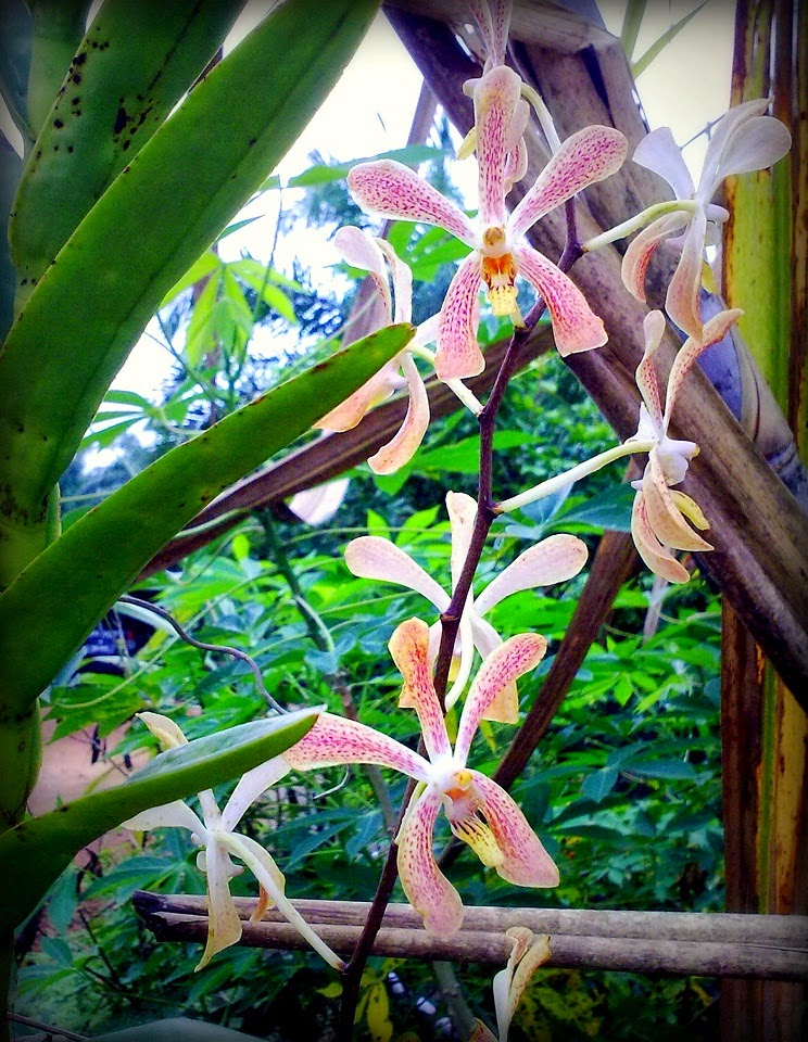 Bunga Orkid @ Anggerik Desa Kembali Mekar - Relaks Minda