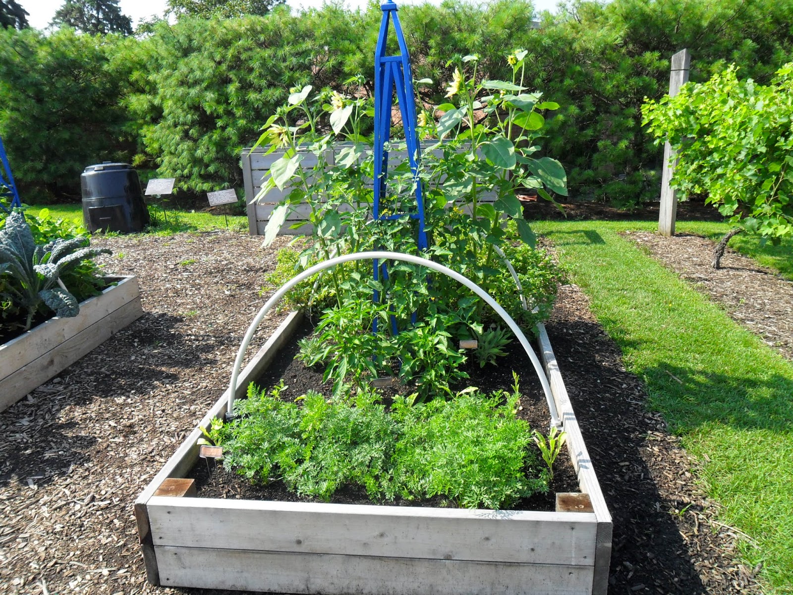 Backyard Patch Herbal Blog: Creating a Culinary Herb Garden