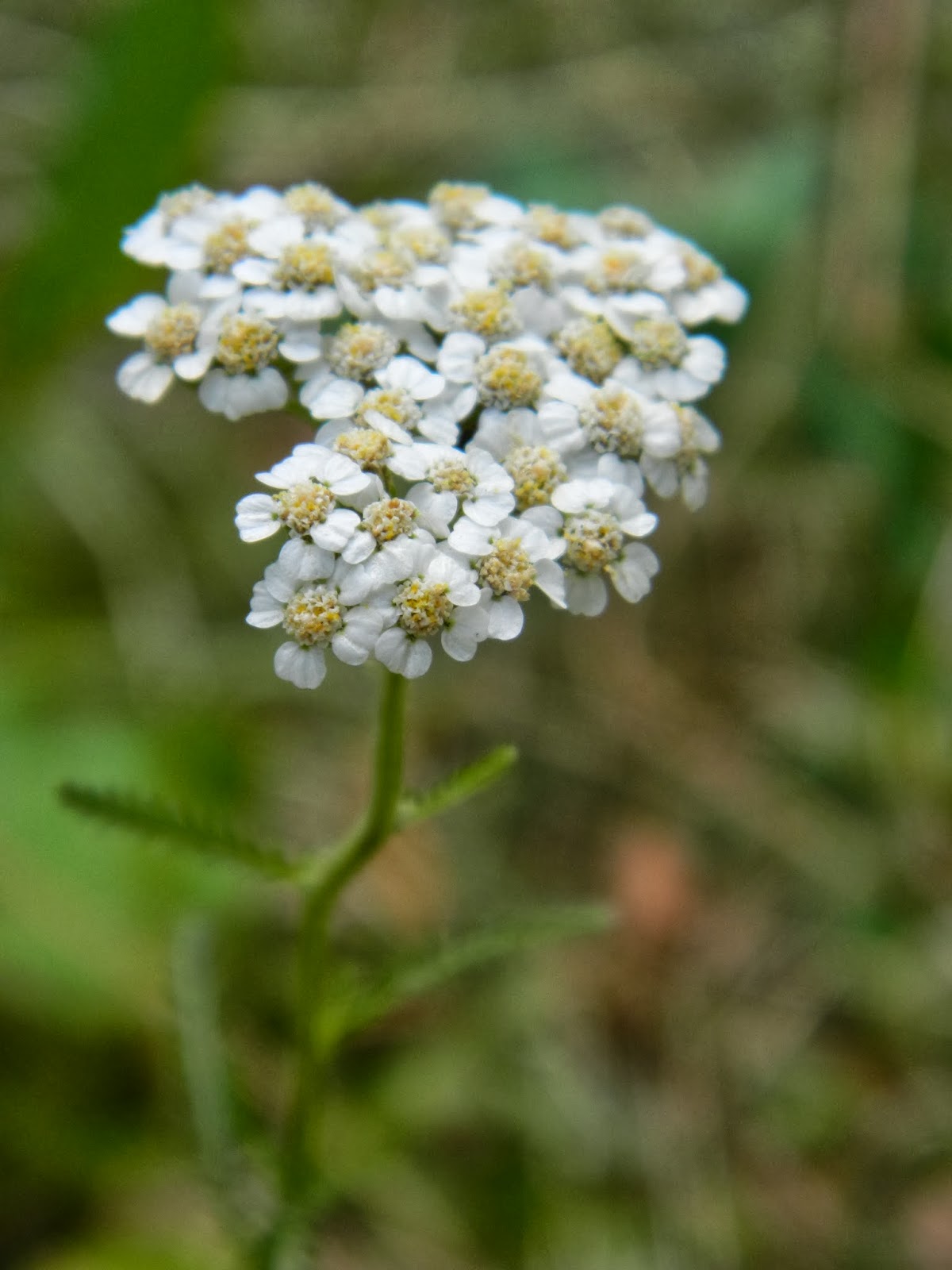 Terep-járó: Sziromszínek. Vadvirág-album 1. Fehér virágok