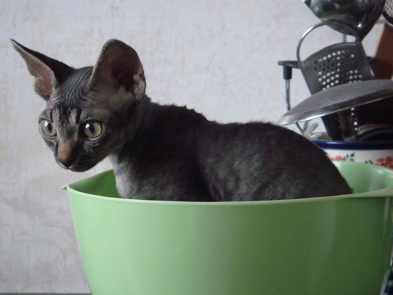 Imágenes de gatos Devon Rex - Cuidar mi Gatito | Todo sobre Gatos