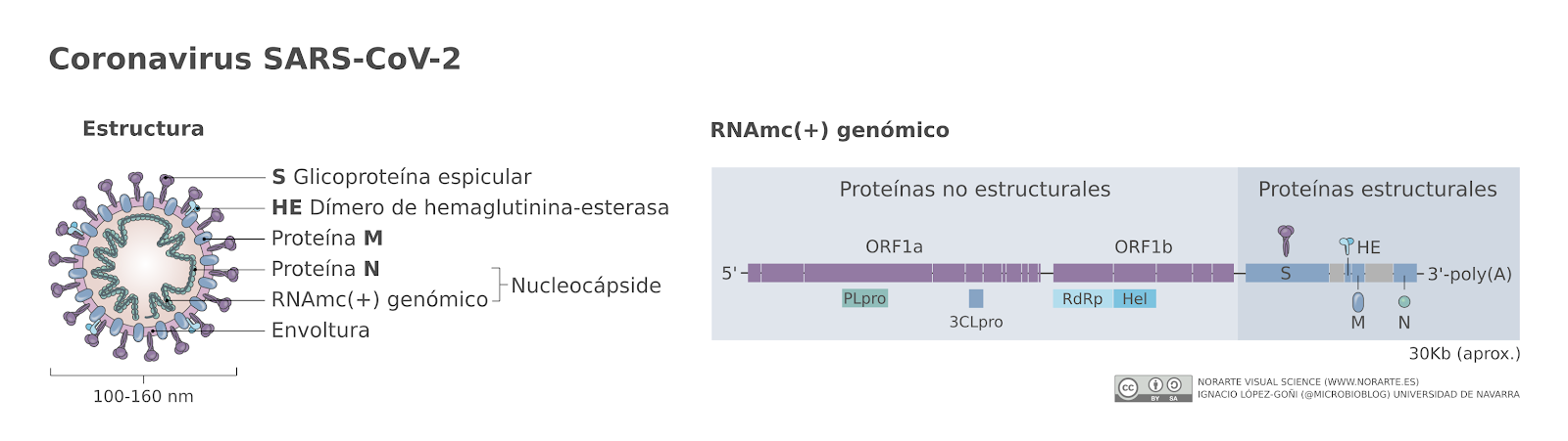 Pruebas diganósticas coronavirus | Dciencia