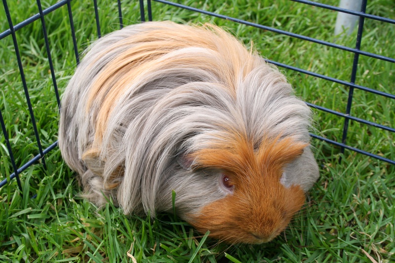 Guinea Pigs Club Malaysia Official Guinea Pigs Club Malaysia Official