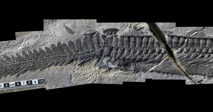 Waxing Paleontological: Whale-Lizards of the Triassic III: Revenge of ...