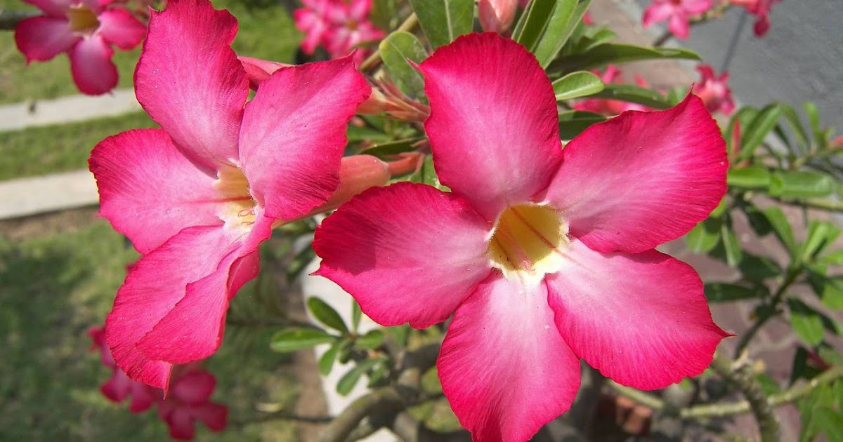 Care for Adenium plant - Prakratik.com