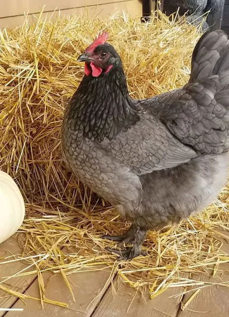 French Marans Chickens | Dark Brown Egg Layers - Fresh Eggs Daily® with ...