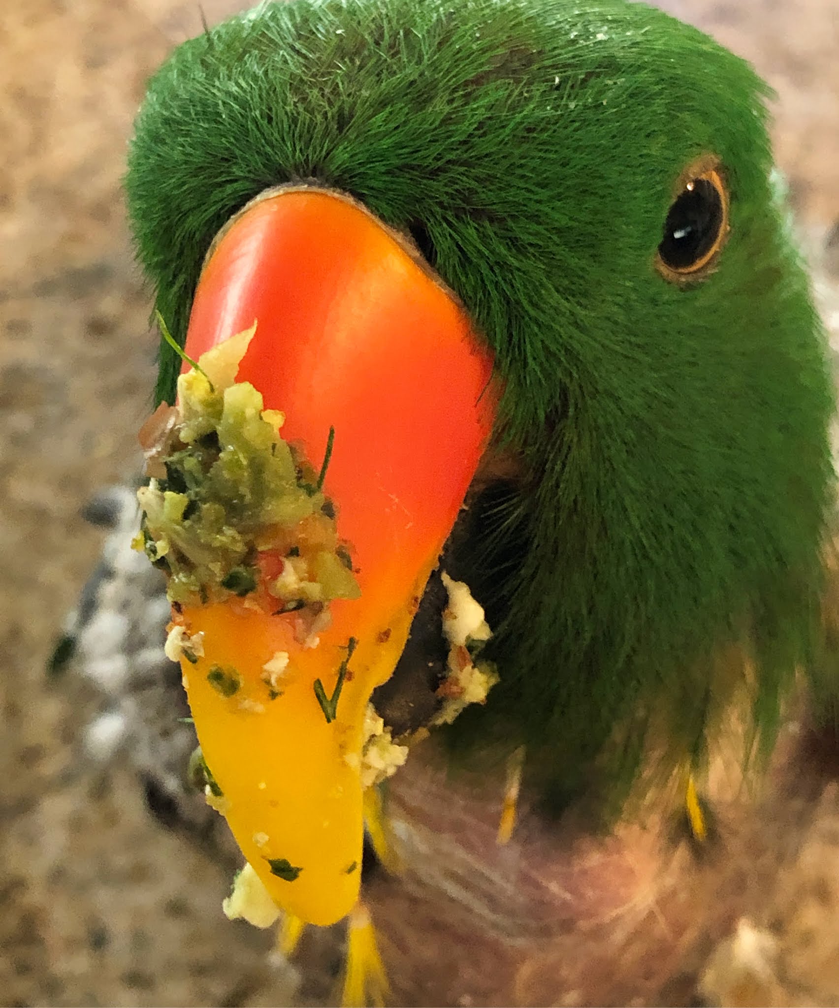 Quick Understanding of Bird Chop [diy] - Prego Dalliance Sanctuary