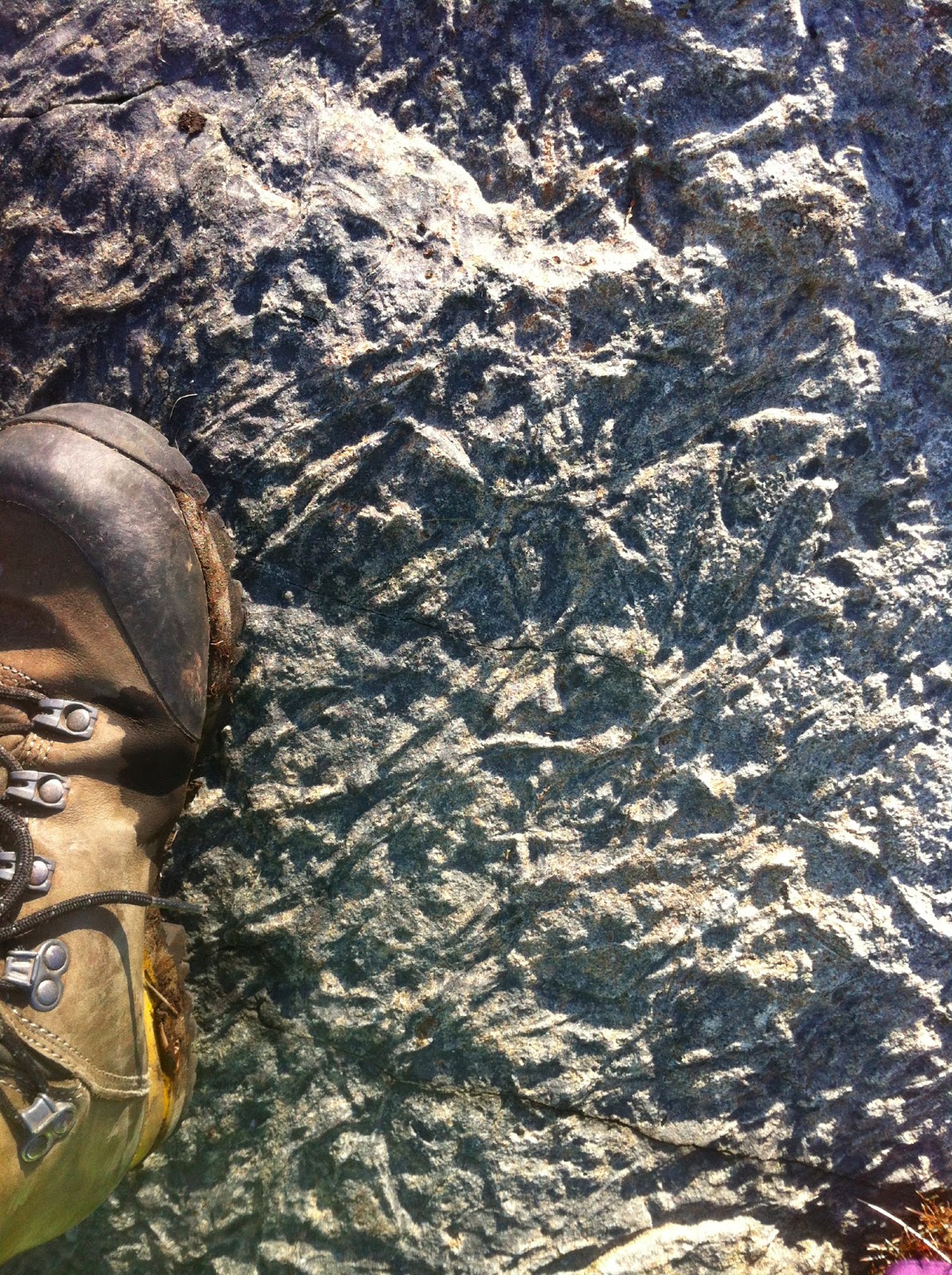 Weird & Wonderful: Stigmaria – fascinating fossil from Arran