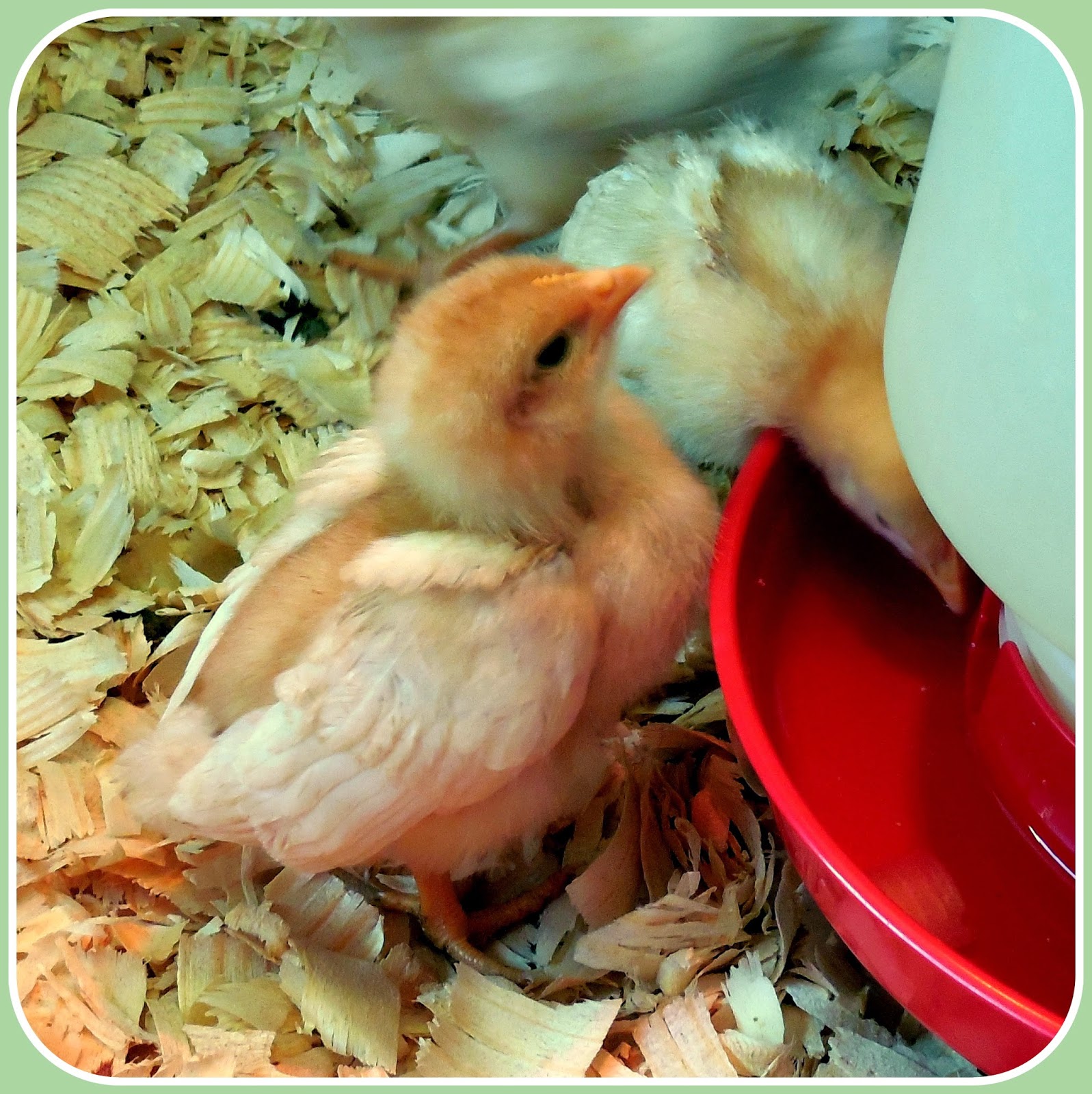 Wit's End Farm: Baby Chicks At Two Weeks Old!