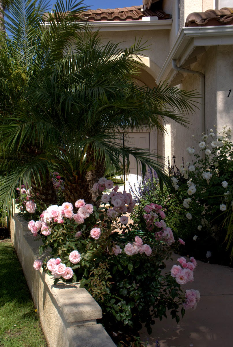 Organic Garden Dreams: June Roses