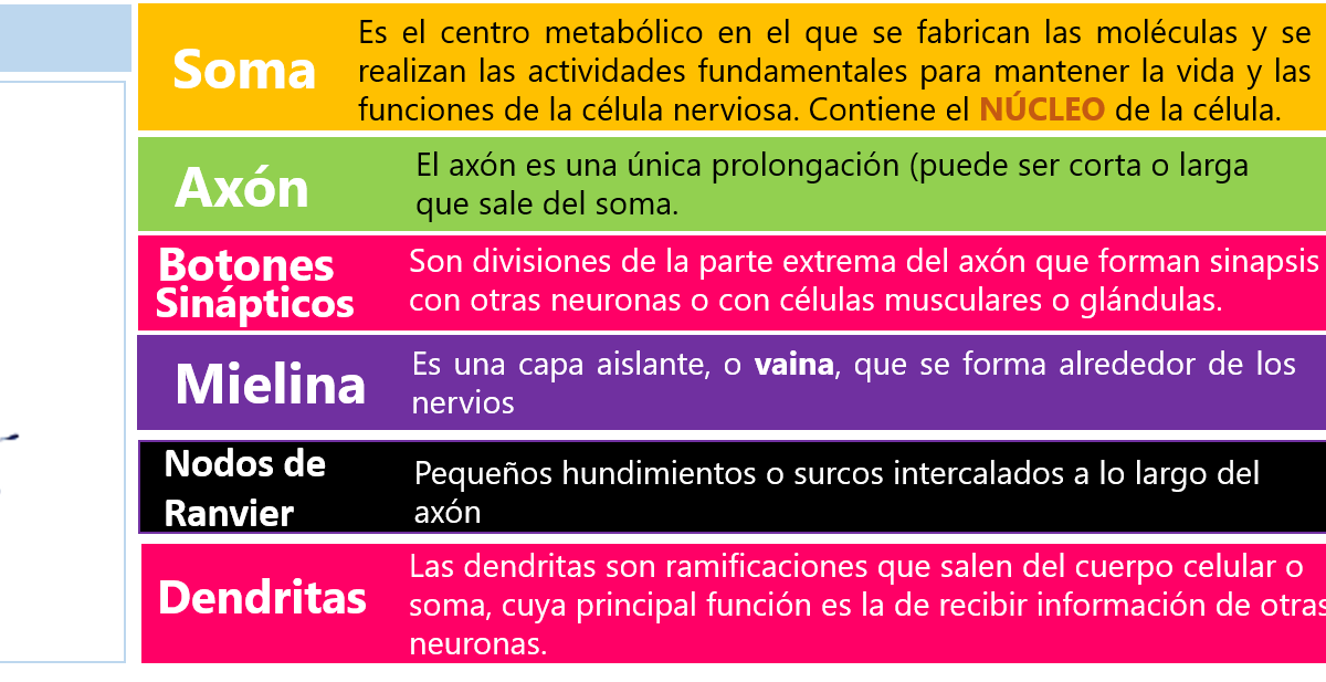 ANATOMÍA INTERNA Y EXTERNA DE LA NEURONA