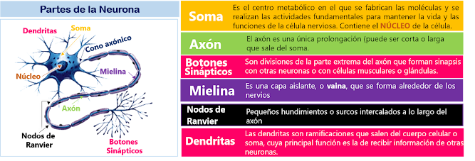 ANATOMÍA INTERNA Y EXTERNA DE LA NEURONA