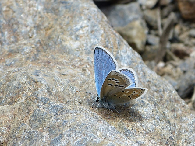 Butterfly Notes: Sierra Nevada Butterflies - July 2016 (2)