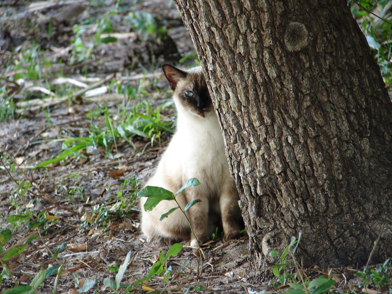 How To Tame A Shy Cat how-to-tame-a-shy-cat
