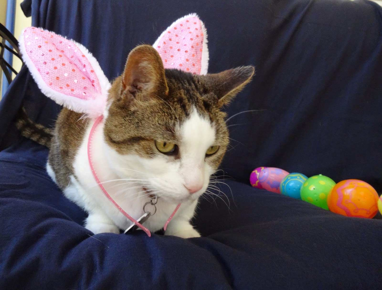 Love, Joy and Peas: Funny Easter Cat Photos Featuring Snickers the Cat