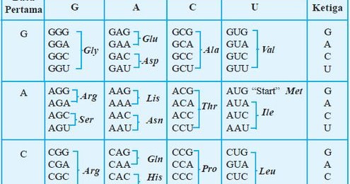 Pengertian Kode Genetik dan Daftar Tabel Kode Genetik | GuruIPA