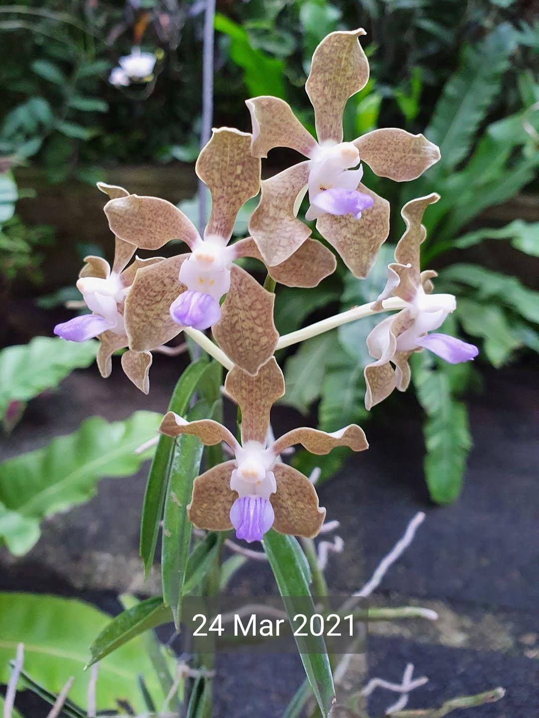 Vanda tessellata (Roxb.) Hook. ex G.Don