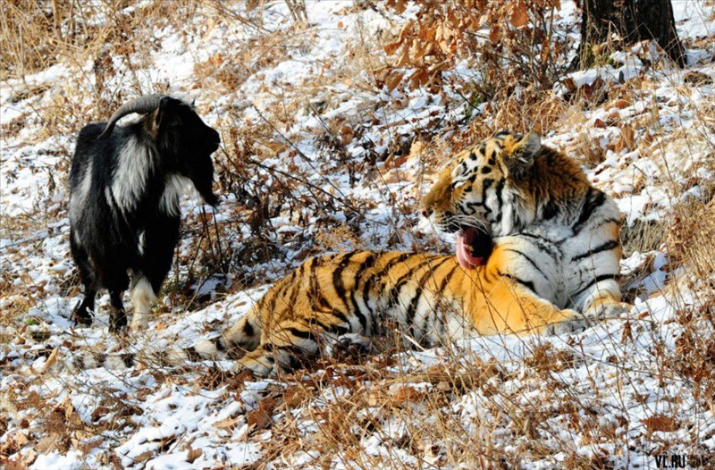 An unusual friendship between a tiger and a goat - My Interests