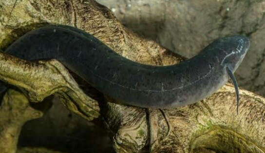 Ikan Predator African Lungfish