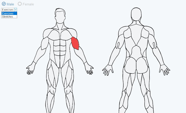 MuscleWiki สุดยอดคู่มือ แบบ Interactive สำหรับ Exercise และ Stretching ...