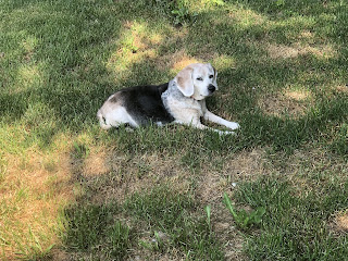 The state of the beagle