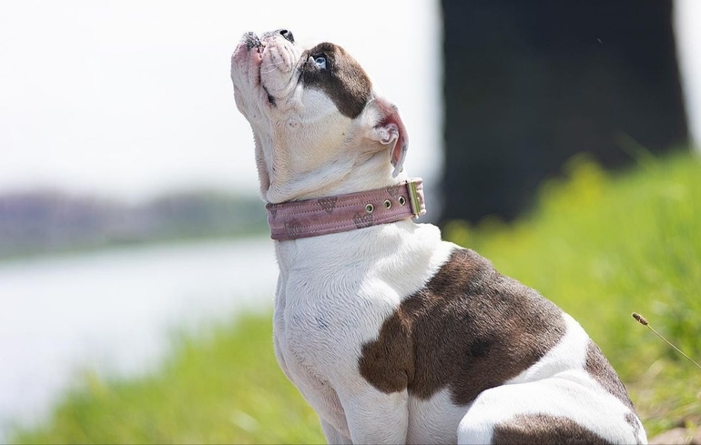 Why Does My Dog Drag His Bum On The Ground