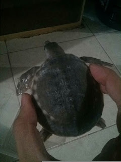 kura-kura moncong babi / fly river turtle | Hewan Indonesia dan Jual Beli