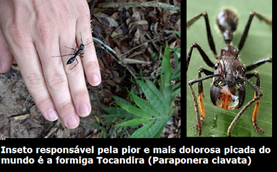 BIBOCA AMBIENTAL : FORMIGA TOCANDIRA