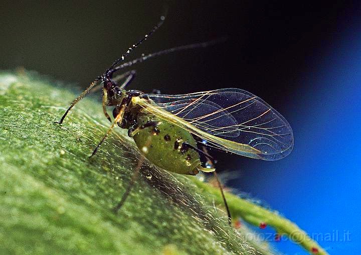 terraXchange: Afidi: questi comuni sconosciuti.