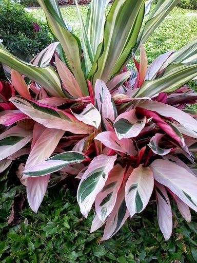 Pohon Merati Bali, Tanaman Hias Meranti, Harga Pohon Meranti Bali, Jual ...