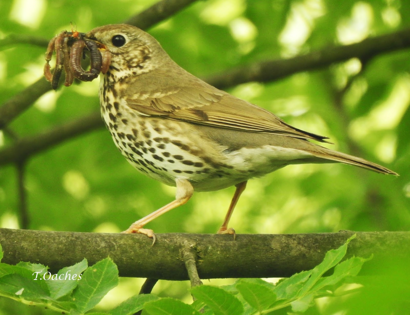 PASARI DIN ROMANIA: STURZ CANTATOR, Turdus philomelos