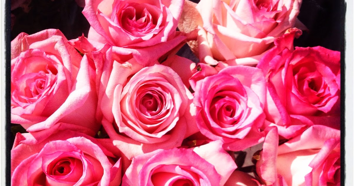 Thinking Pink: Pink Roses Make Everything Better