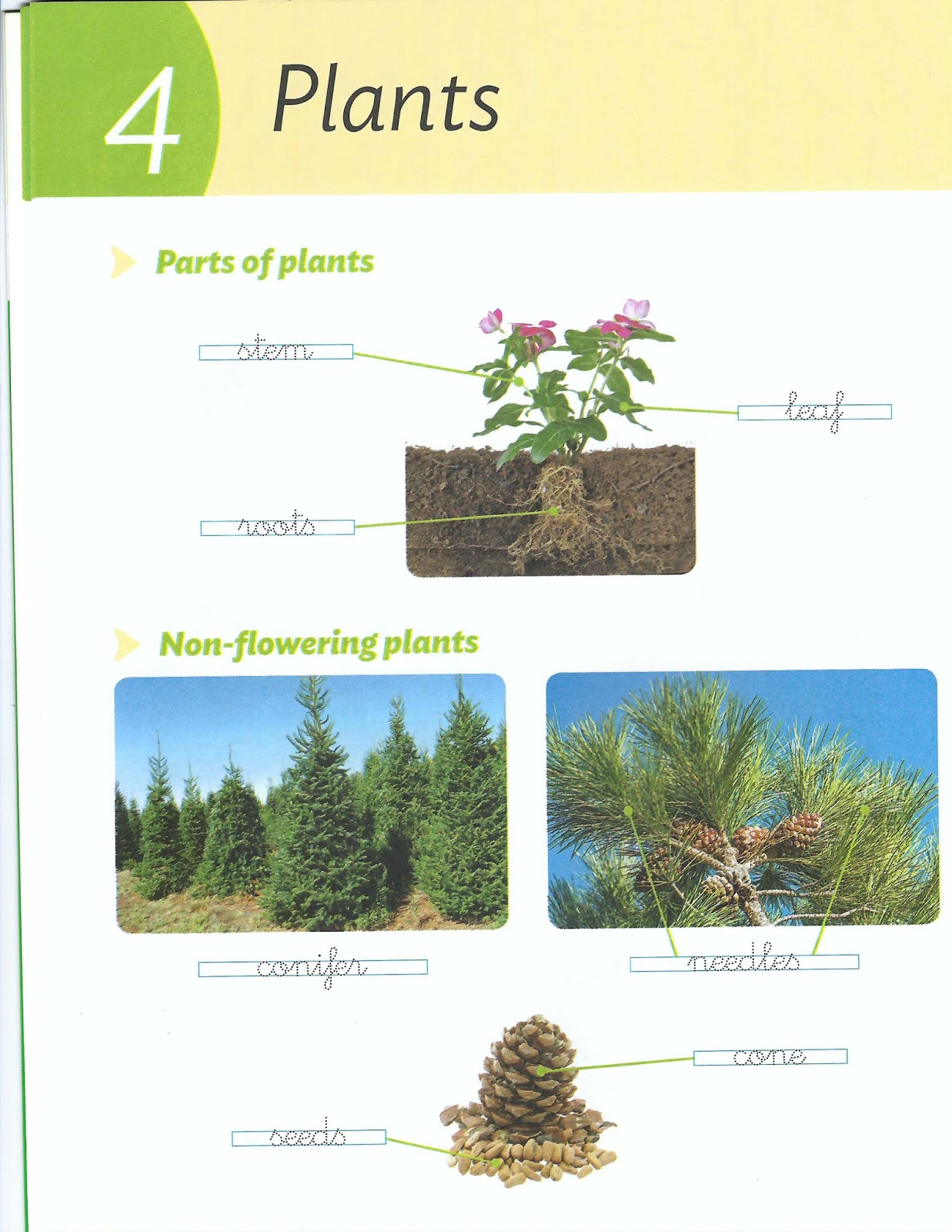 Second grade stuff: UNIT 4 NATURAL:PLANTS