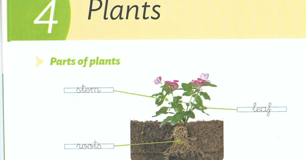 Second grade stuff: UNIT 4 NATURAL:PLANTS