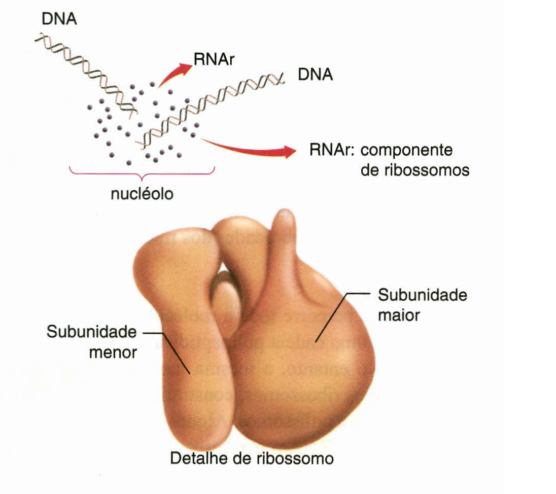 Detalhe de ribossomo