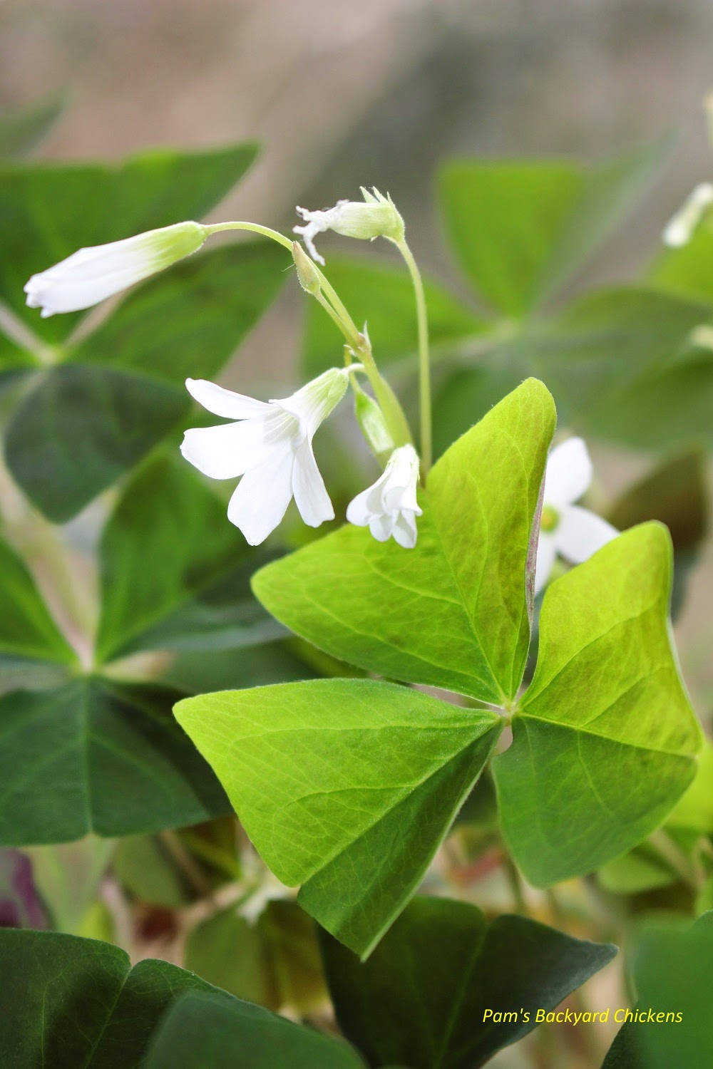 Pam's Backyard Chickens: How To Care For A Shamrock Plant