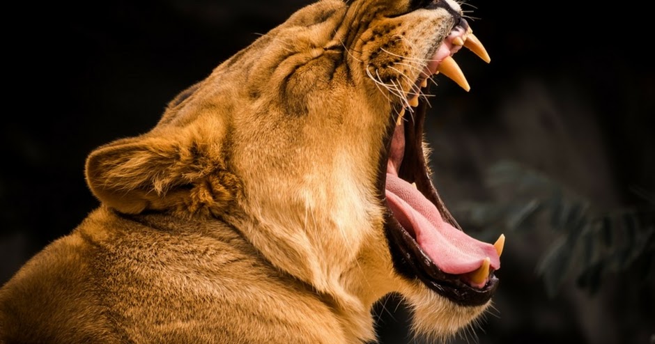 A Thriving Example of Ideal Animal Preservation at Myrtle Beach