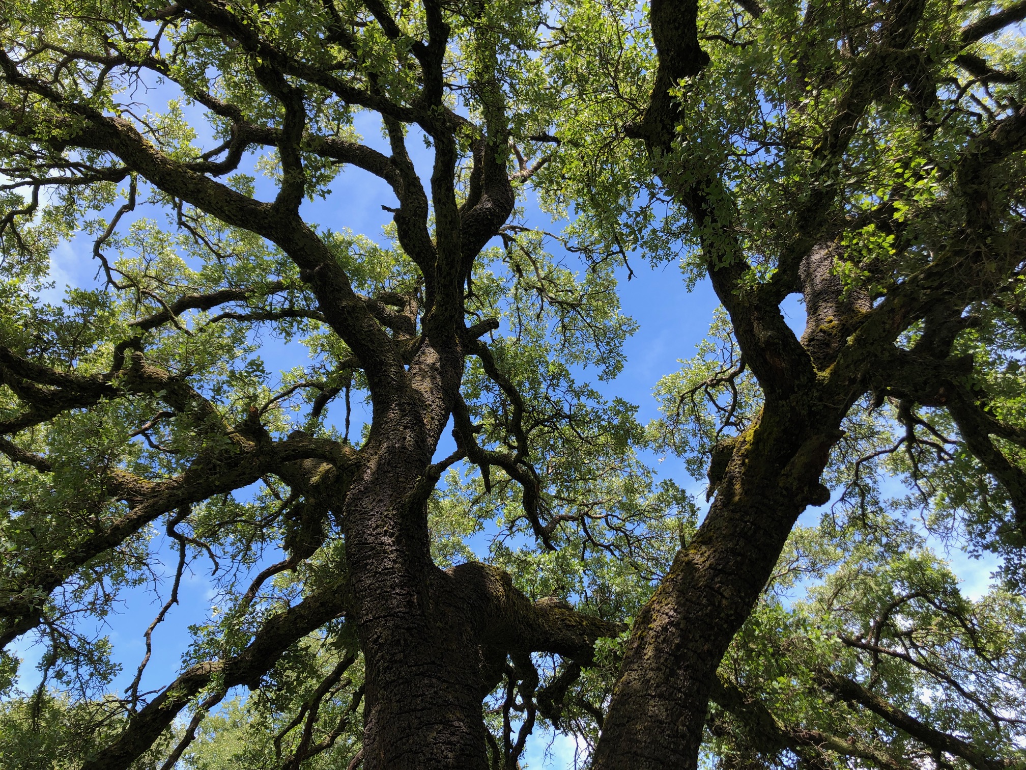 Learn about local mighty oaks