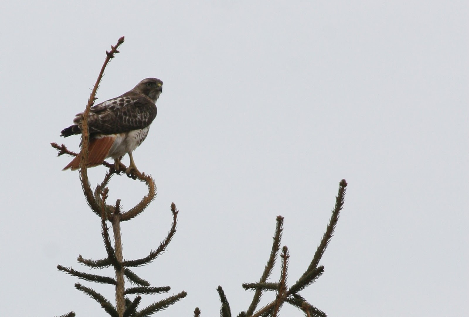 Isabella Conservation District Environmental Education Program: Native ...