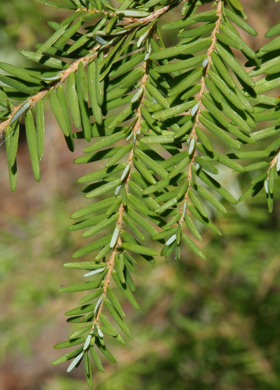 Practice Plant ID: Tsuga heterophylla