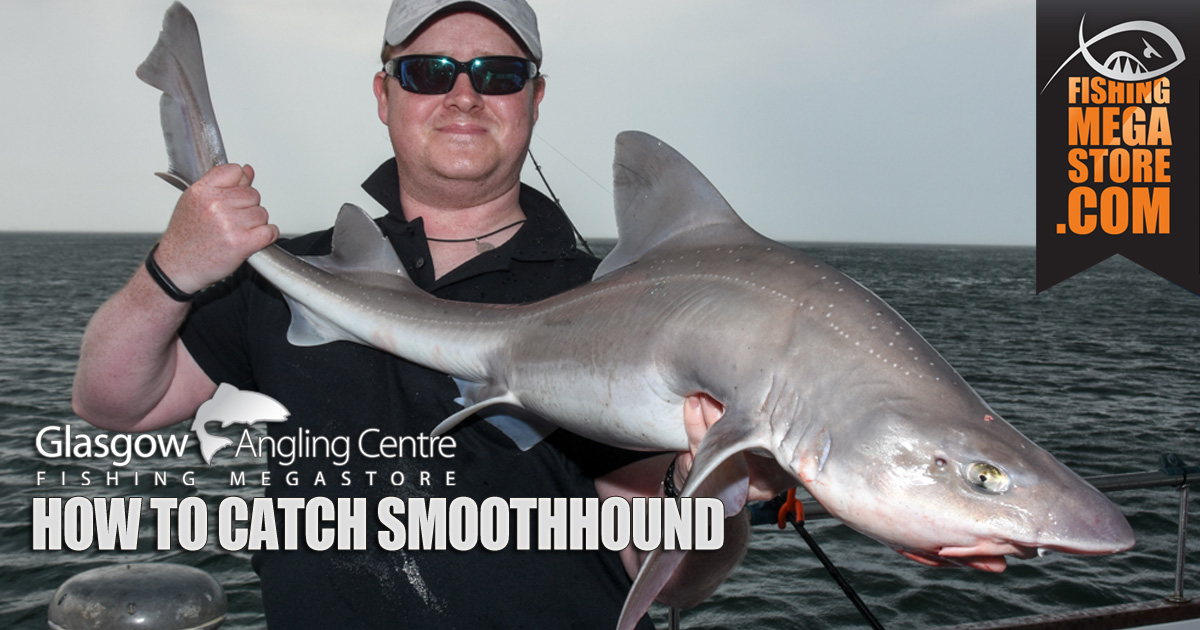 How To Catch Smoothhound From The Beach Or Boat