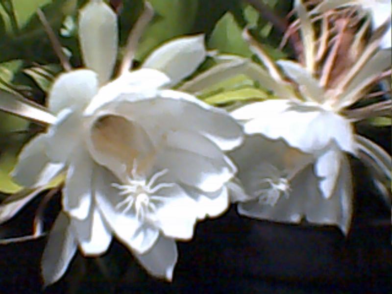 Paling Populer 18+ Download Gambar Bunga Wijaya Kusuma - Gambar Bunga Indah