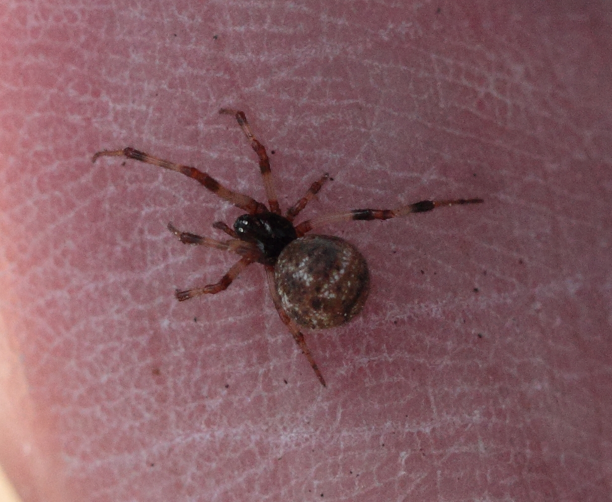 Holkham National Nature Reserve: Marvellous Mini Beasts