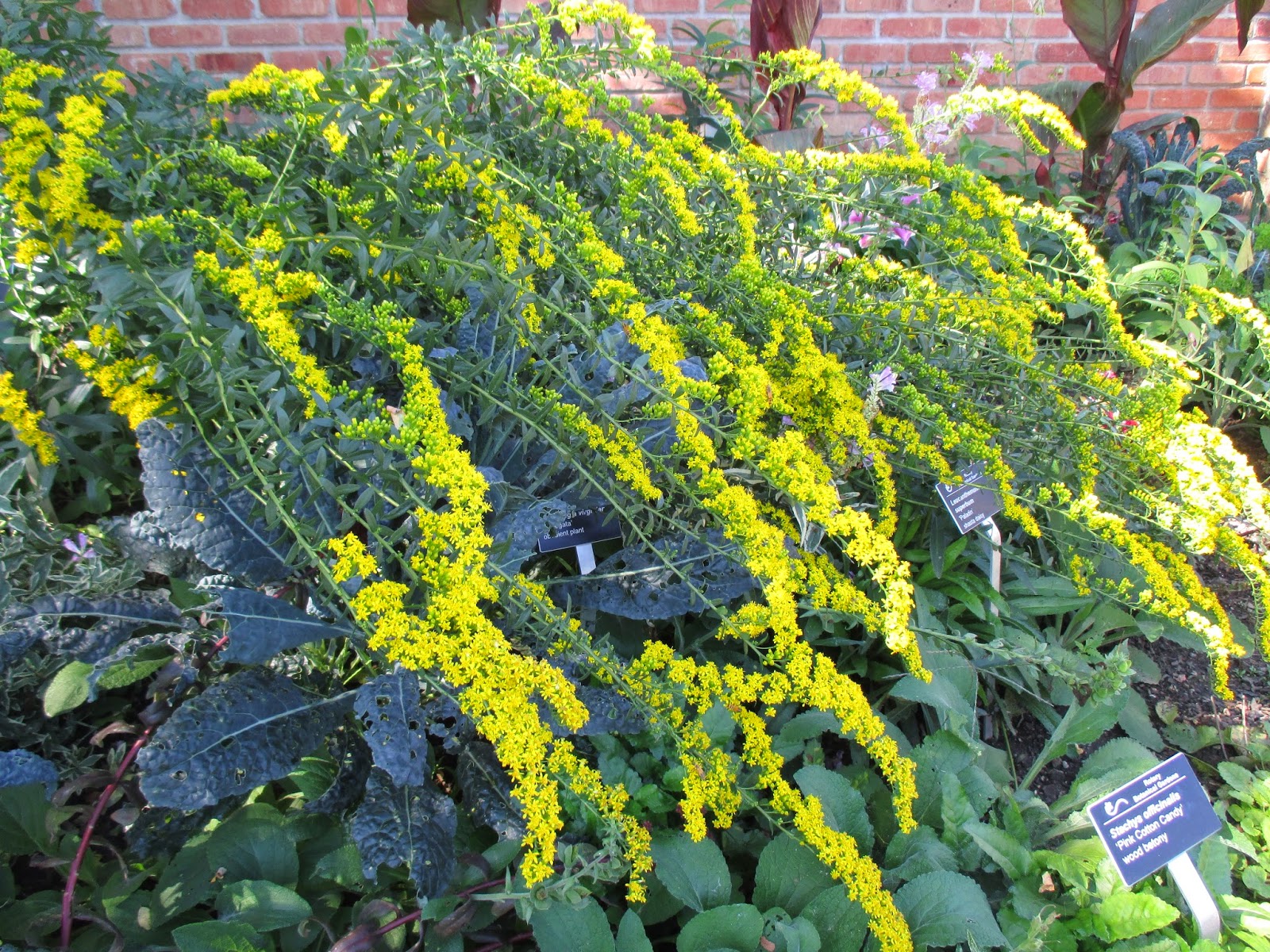 Rotary Botanical Gardens - Hort Blog: Pre-Autumn Beauty