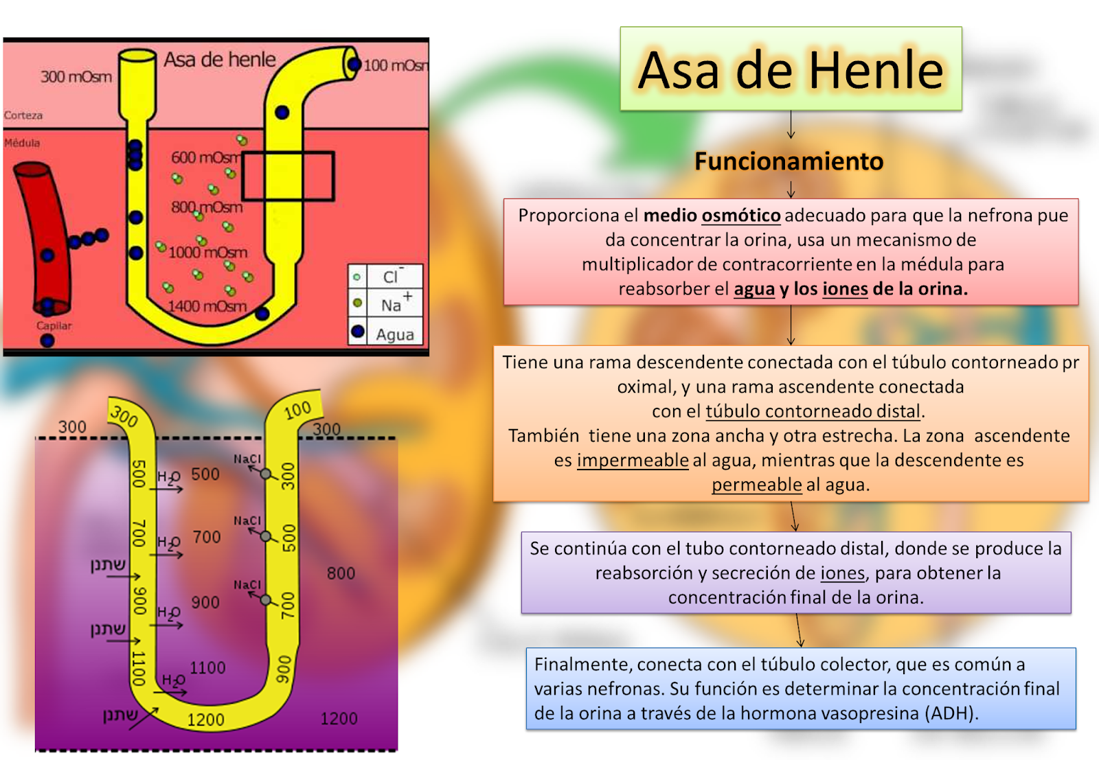 BLOG DE FISIOLOGÍA MEDICA UAS BRIANDA LÓPEZ 4-7: Asa de Henle